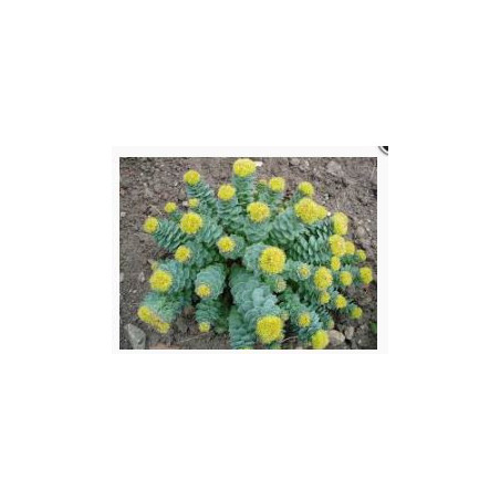 Roseroot (Rhodiola rosea) Antiaging 120 Capsules 300mg