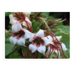 Strophanthin Urtinktur Natur pur ( Strophanthus gratus) 120ml